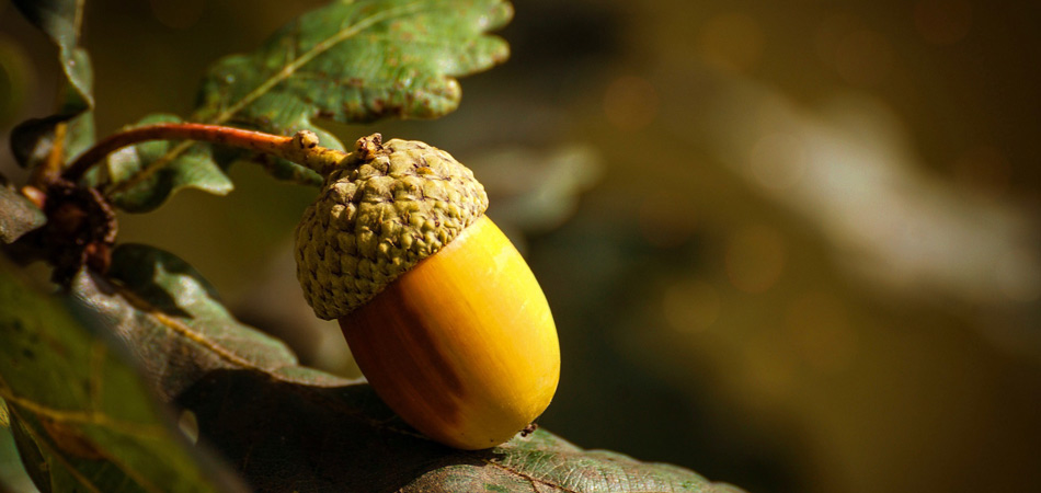Shed Your Skin - The Acorn and Snake can be Your Guide - HandTales